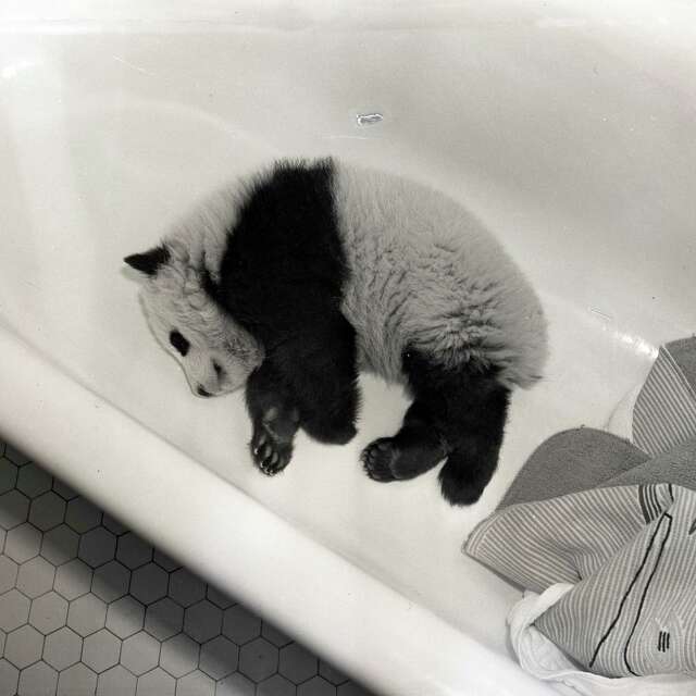 The first U.S. pandas stopped in San Francisco — and slept in a hotel