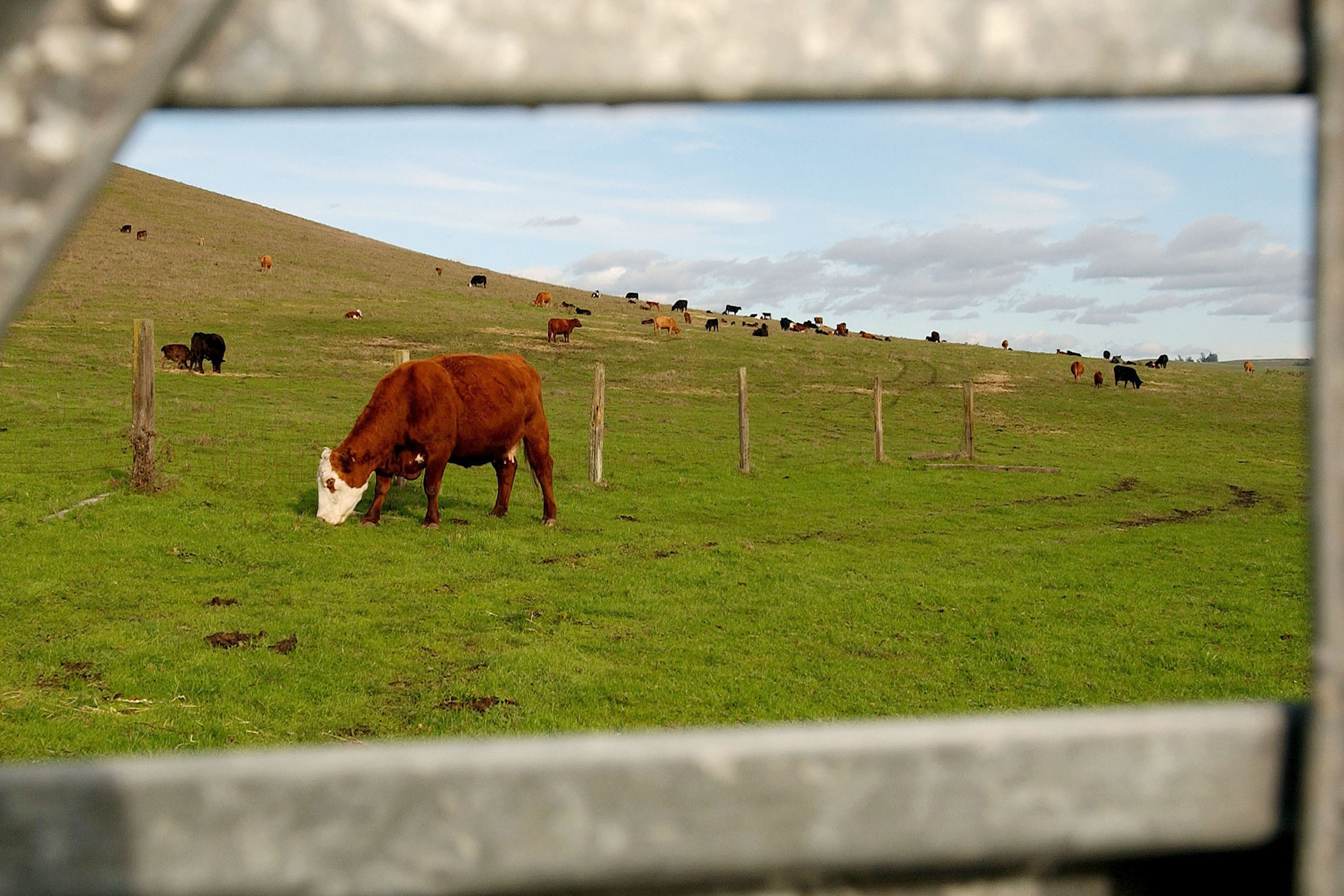101-year-old Bay Area farm closes after lawsuit puts it $300K in debt