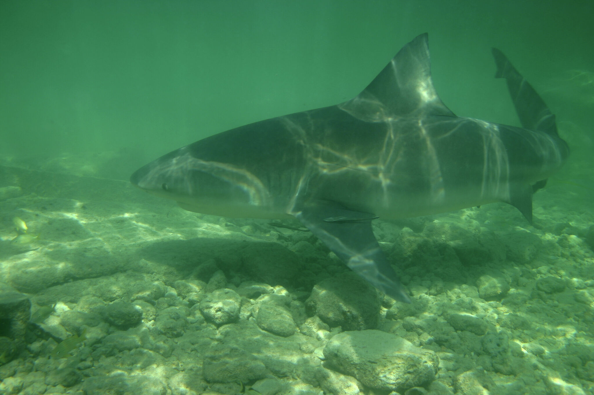 Bull shark caught in Guadalupe River goes viral in Texas