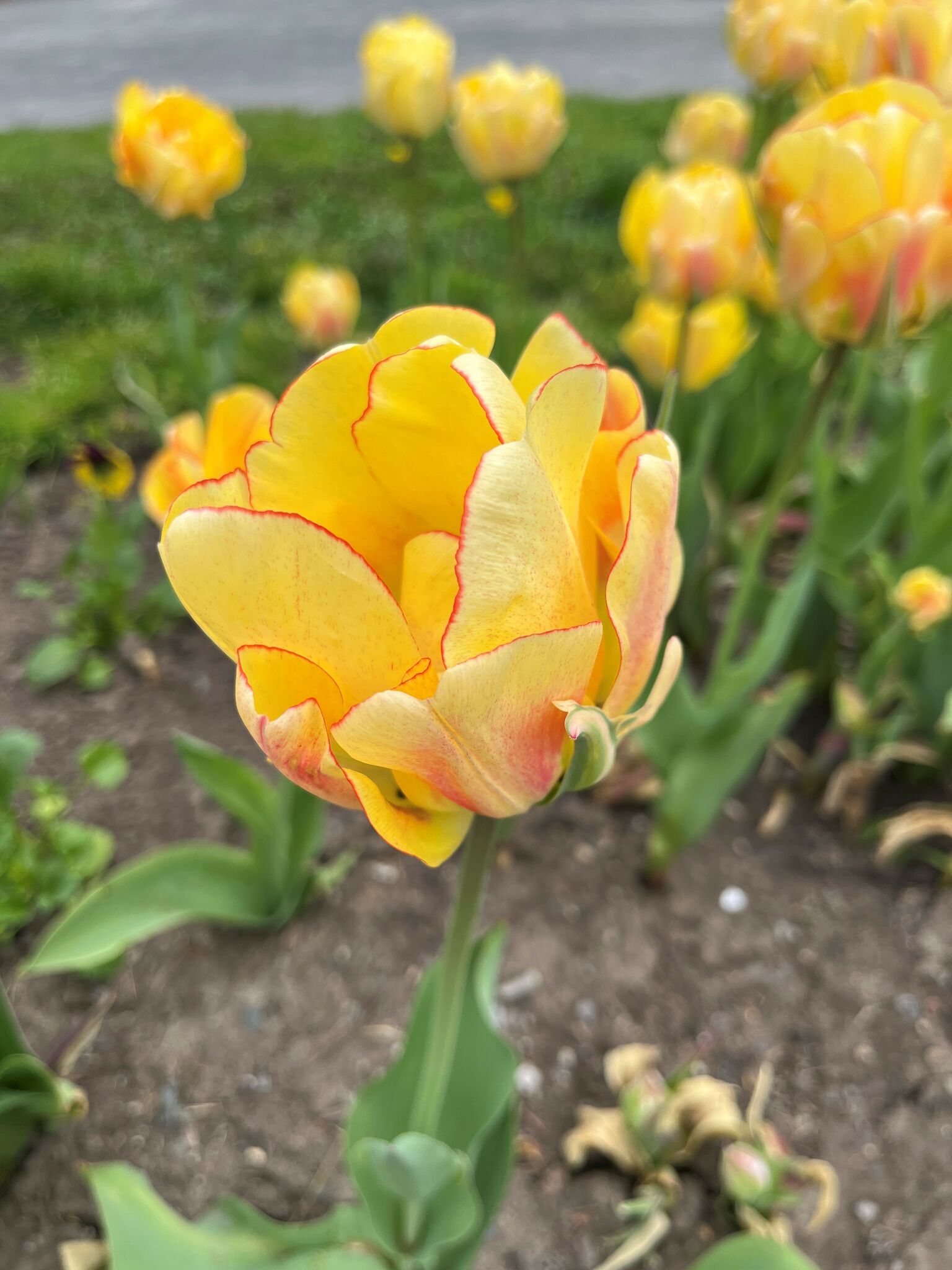 Washington Park tulips you may see during Albany's Tulip Festival