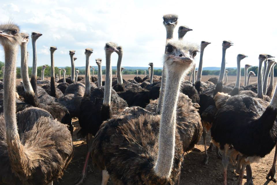 More than 80 ostriches still missing from ranch in Texas