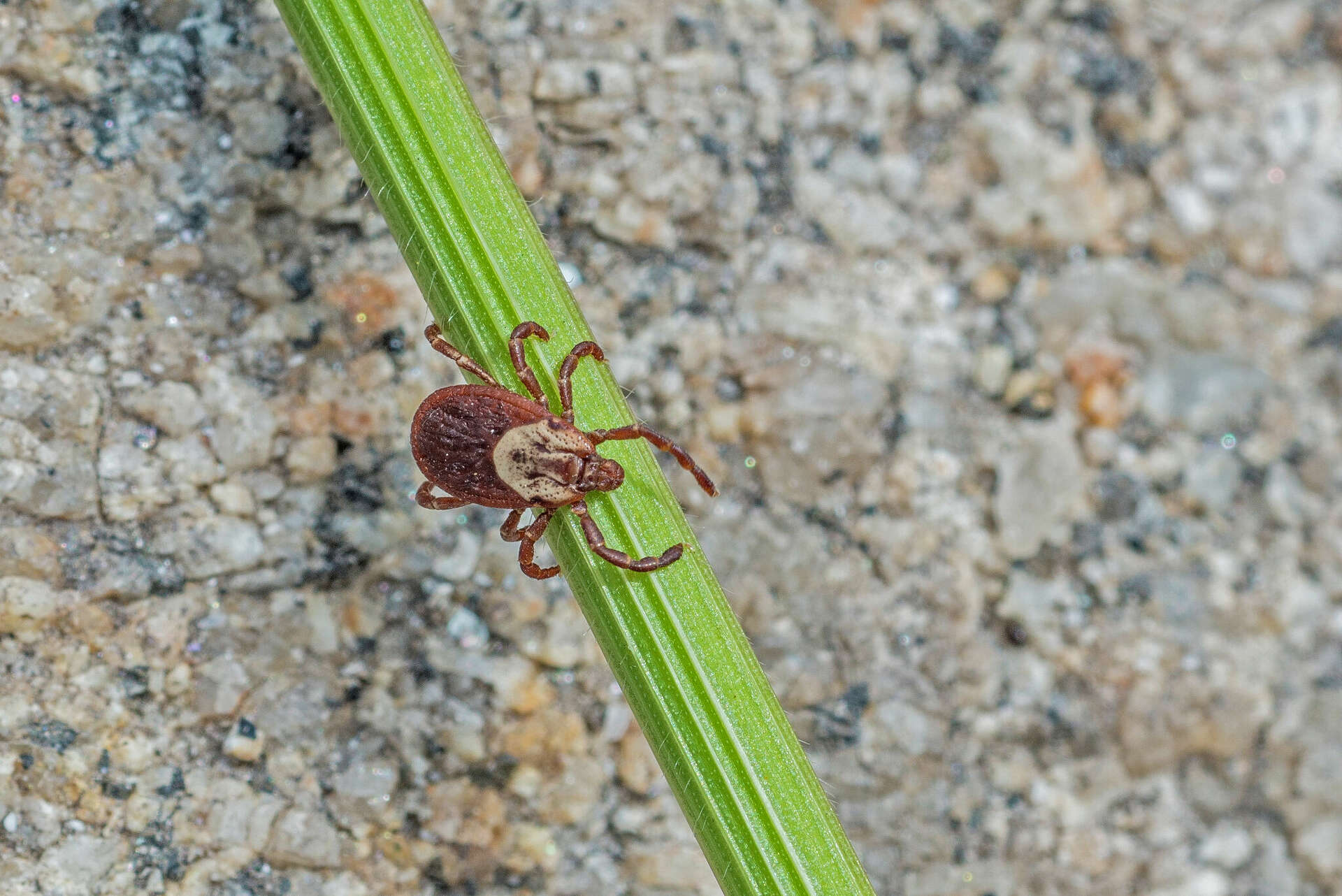 CT resident contracted rare tick disease Rocky Mountain spotted fever
