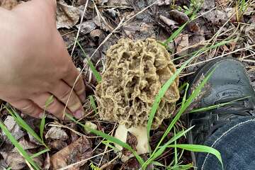 Mother-son duo find monster morel in Bear Lake area