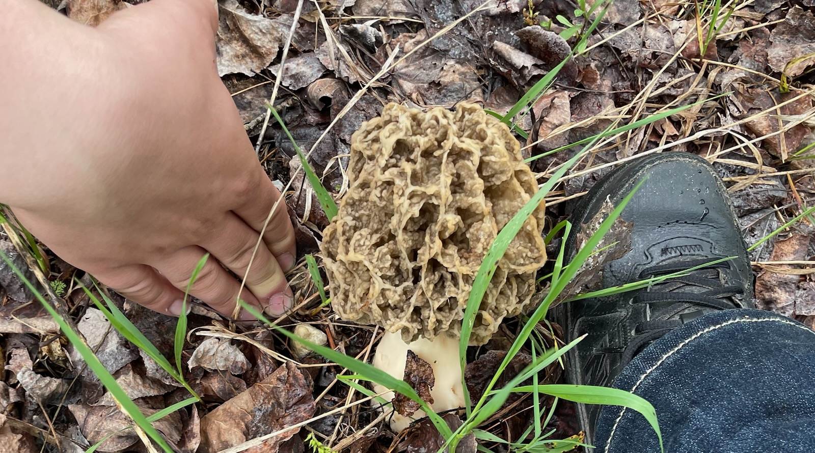 Mother-son duo find monster morel in Bear Lake area