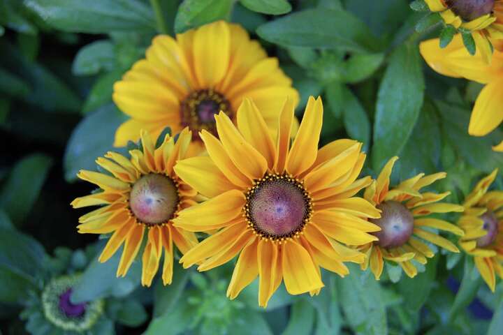 7 perennials that thrive in your Houston garden all summer