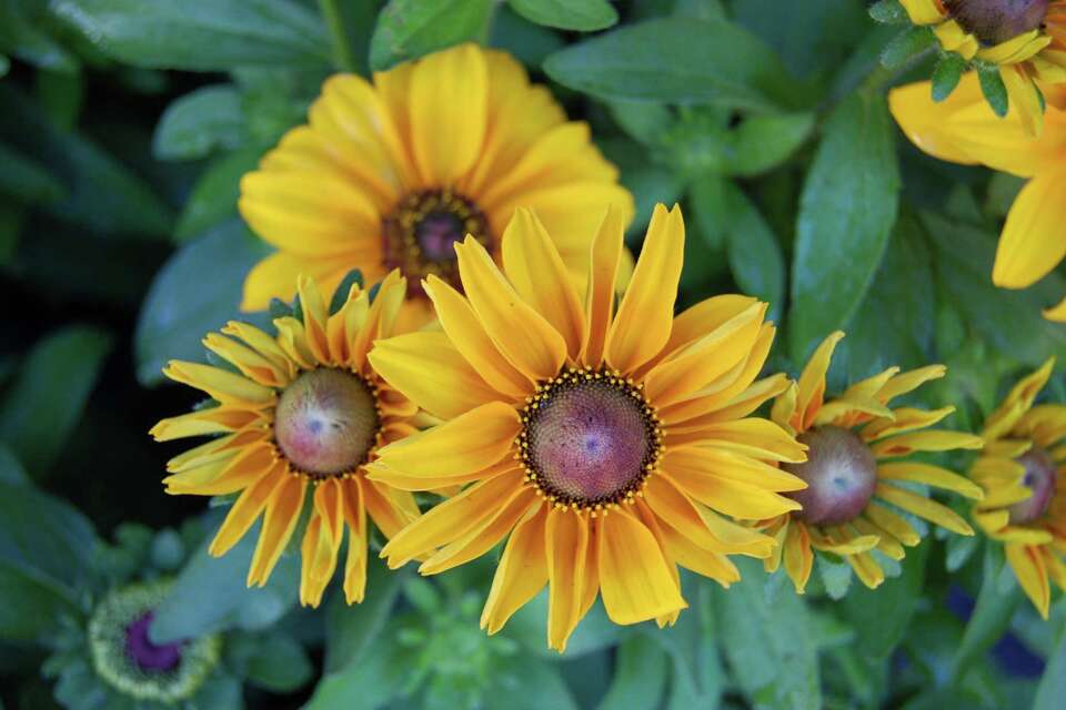 7 perennials that thrive in your Houston garden all summer
