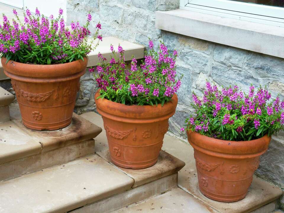 7 perennials that thrive in your Houston garden all summer