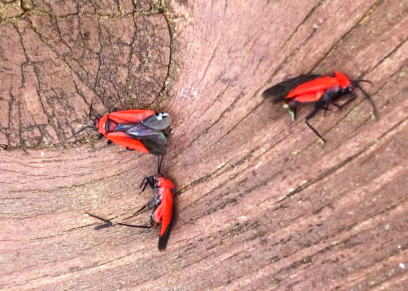 When lightning strikes oak tree, it's time to call in professionals