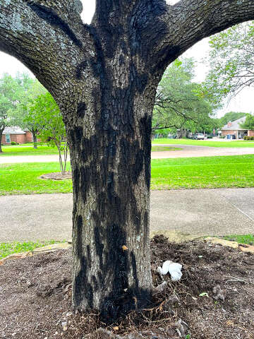 When lightning strikes oak tree, it's time to call in professionals