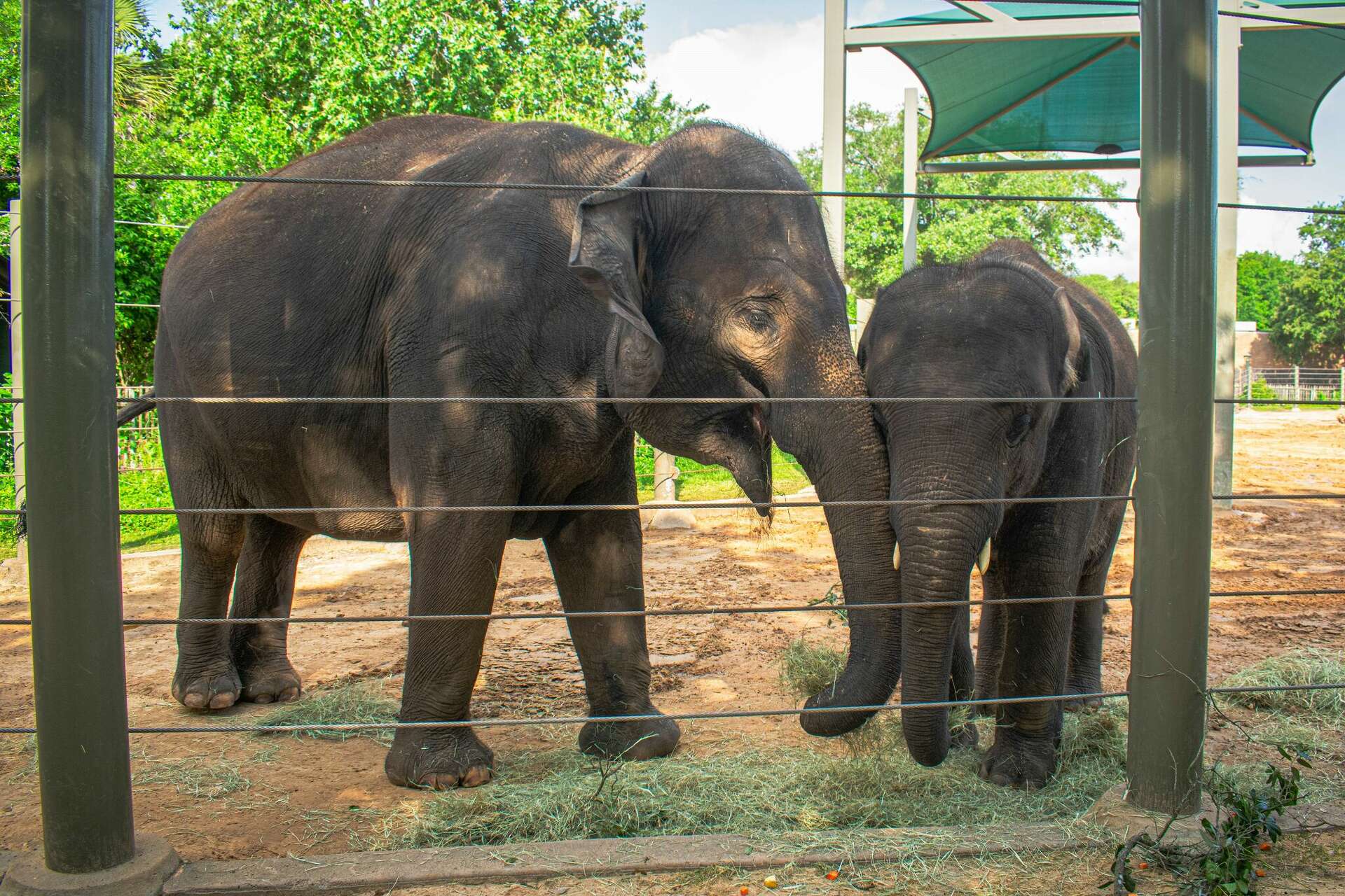 The Silent Goodbye: Elephant Herd Grieves Over Fallen Calf ...