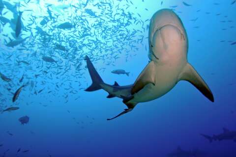 Bull sharks thrive in coastal Texas as water temperatures rise