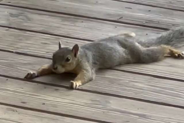 Texas park observes 'first sploot' of the season