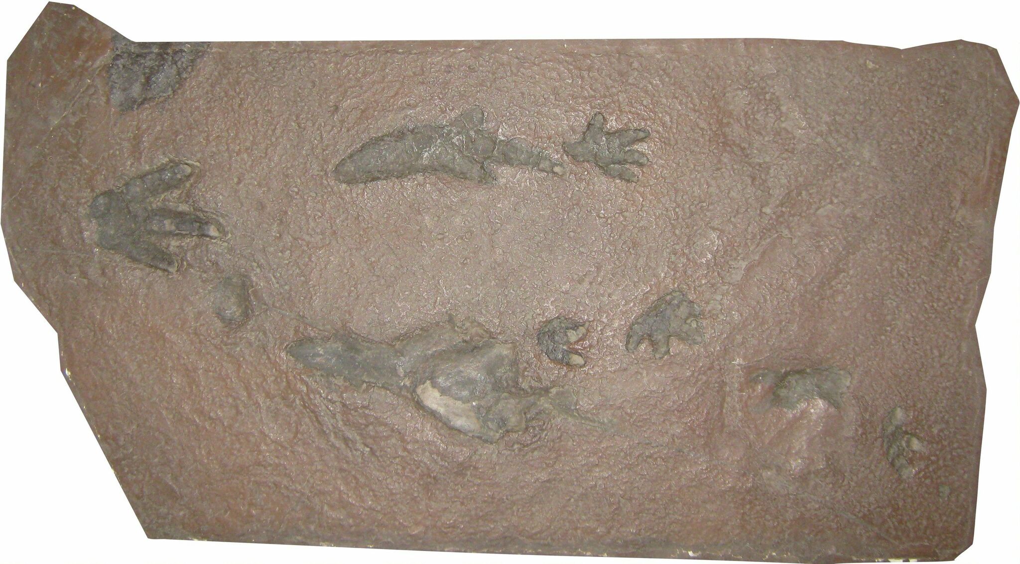 Robert Miller: Yale's Peabody Museum brings you to Age of Dinosaurs