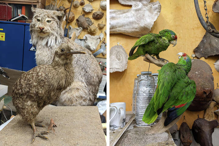 Deep in the lab with California's last museum taxidermy specialist