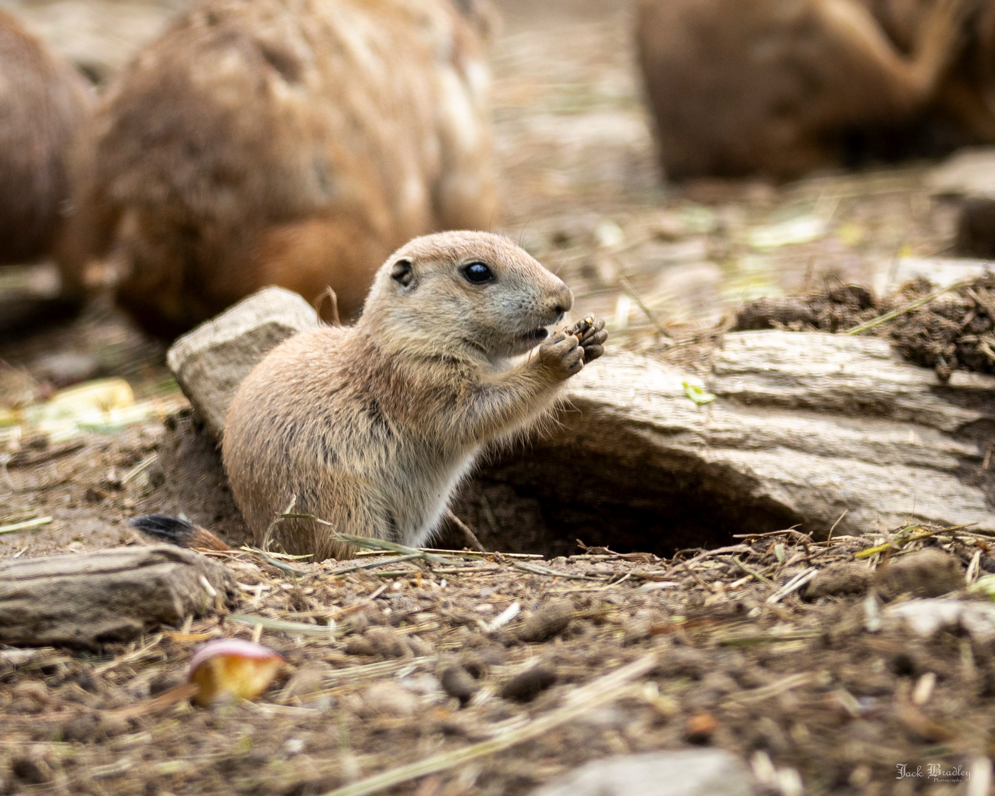 Recently born prairie dog pups emerge at Connecticut's Beardsley Zoo