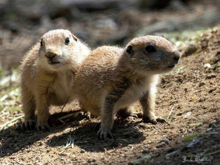 Recently born prairie dog pups emerge at Connecticut's Beardsley Zoo