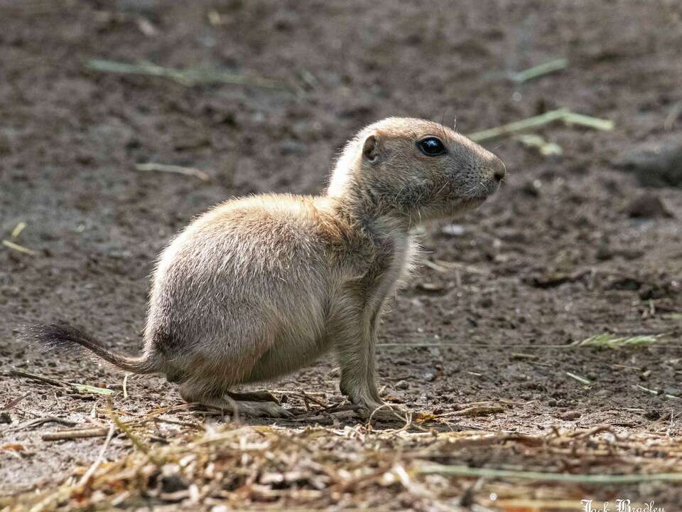 Recently born prairie dog pups emerge at Connecticut's Beardsley Zoo