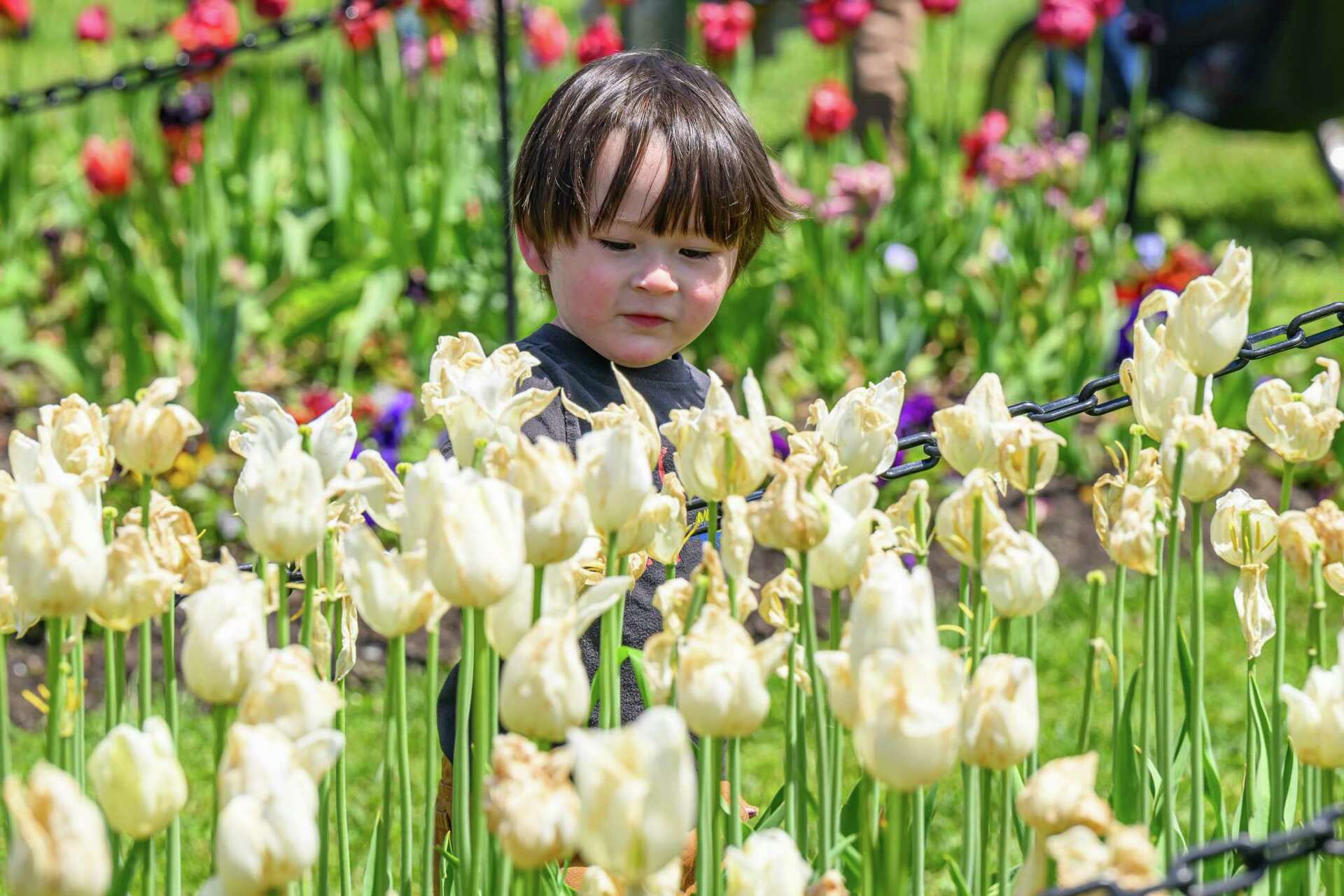 2025 Albany Tulip Festival lineup announced