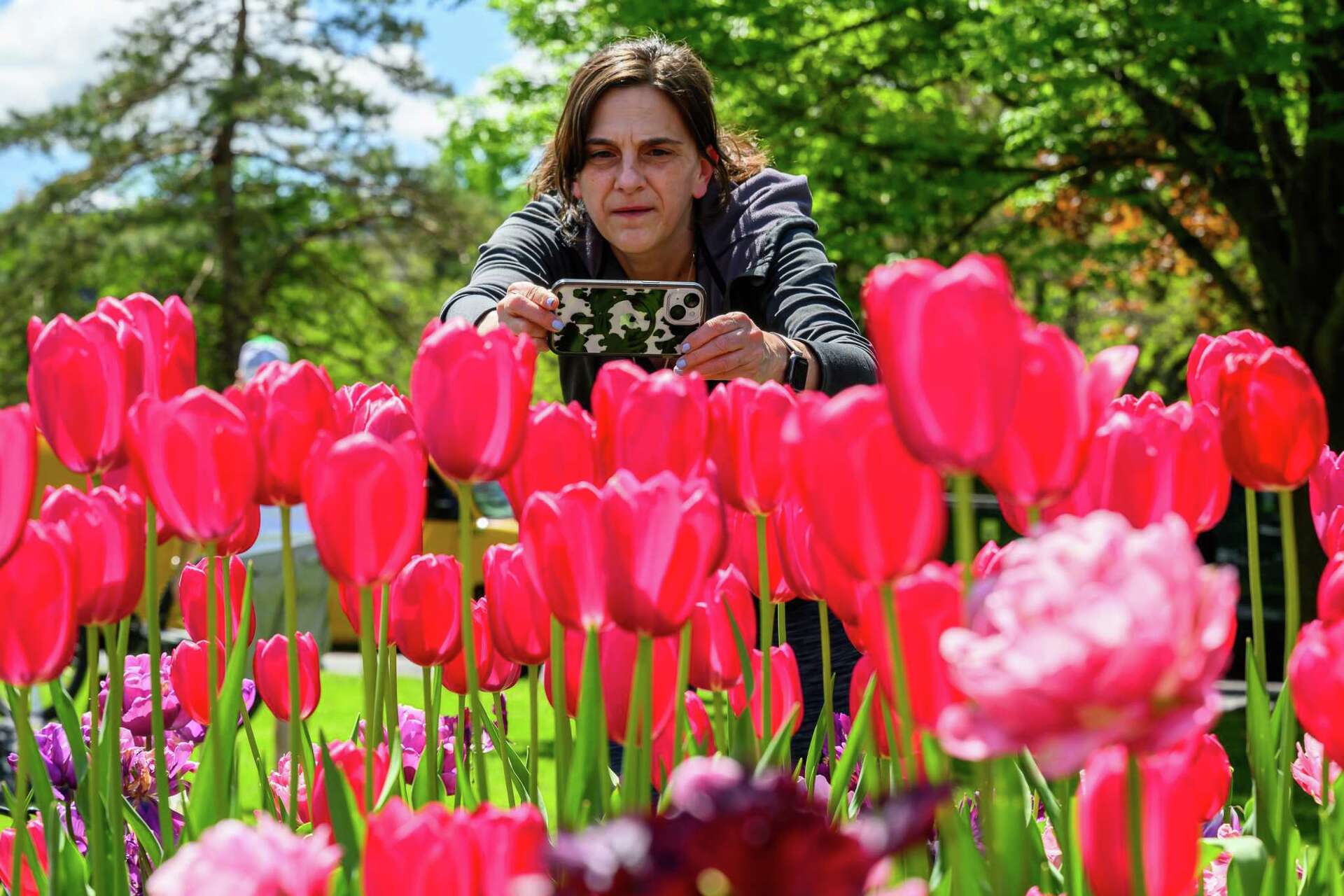 2025 Albany Tulip Festival lineup announced