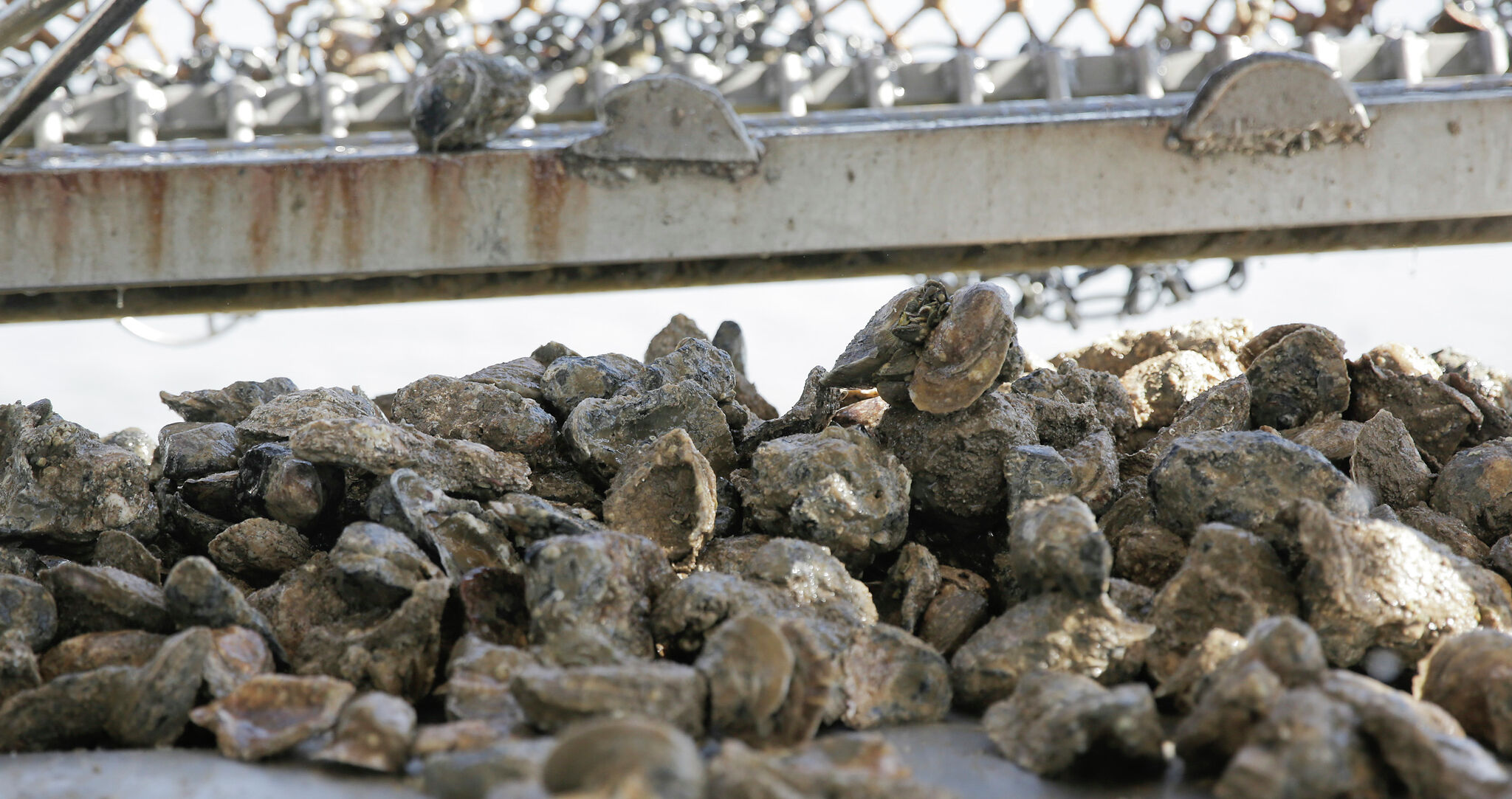 Southeast Texas flooding: How it can impact fishing and oysters