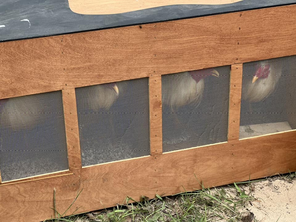 Over 200 roosters seized in South Texas cockfighting bust