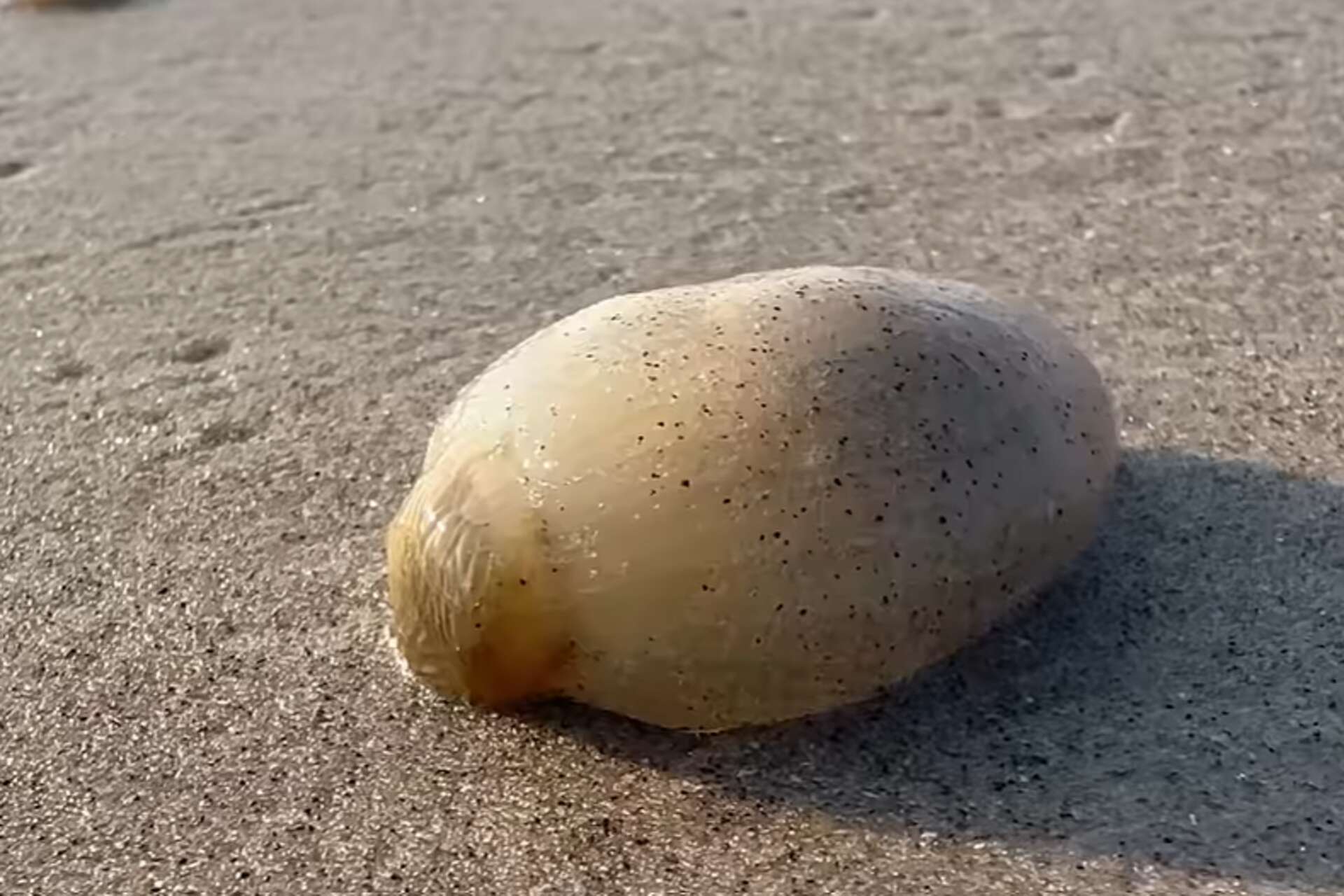 Shape-shifting sea creatures wash on Corpus Christi beaches