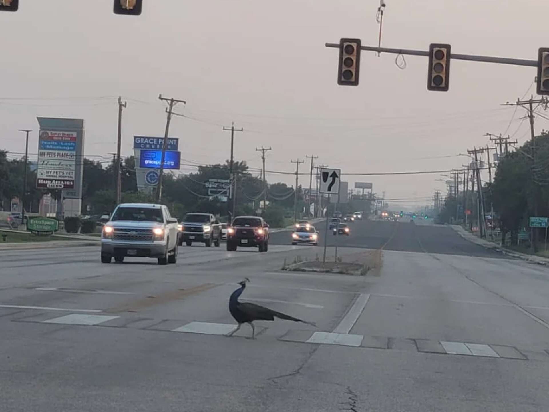 Texas peacocks show off street-smart skills
