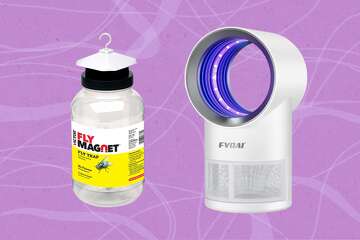 The 6 best fly traps of 2024 to keep your home free of pests