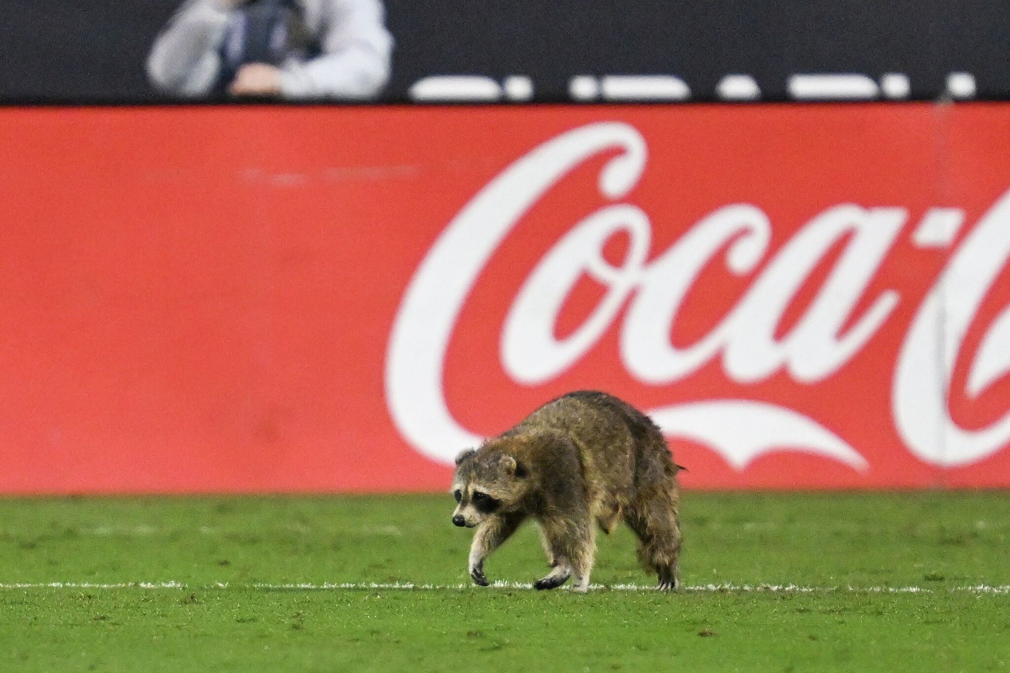 Video: Raccoon delays Philadelphia Union, NYC FC MLS soccer match