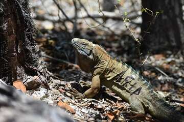Texas zoo releases rare snakes and iguanas into the wild