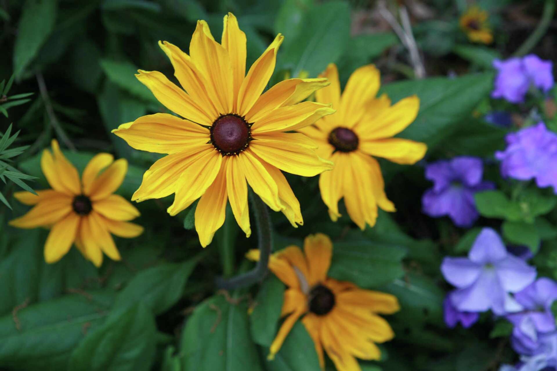 7 perennials that thrive in your Houston garden all summer