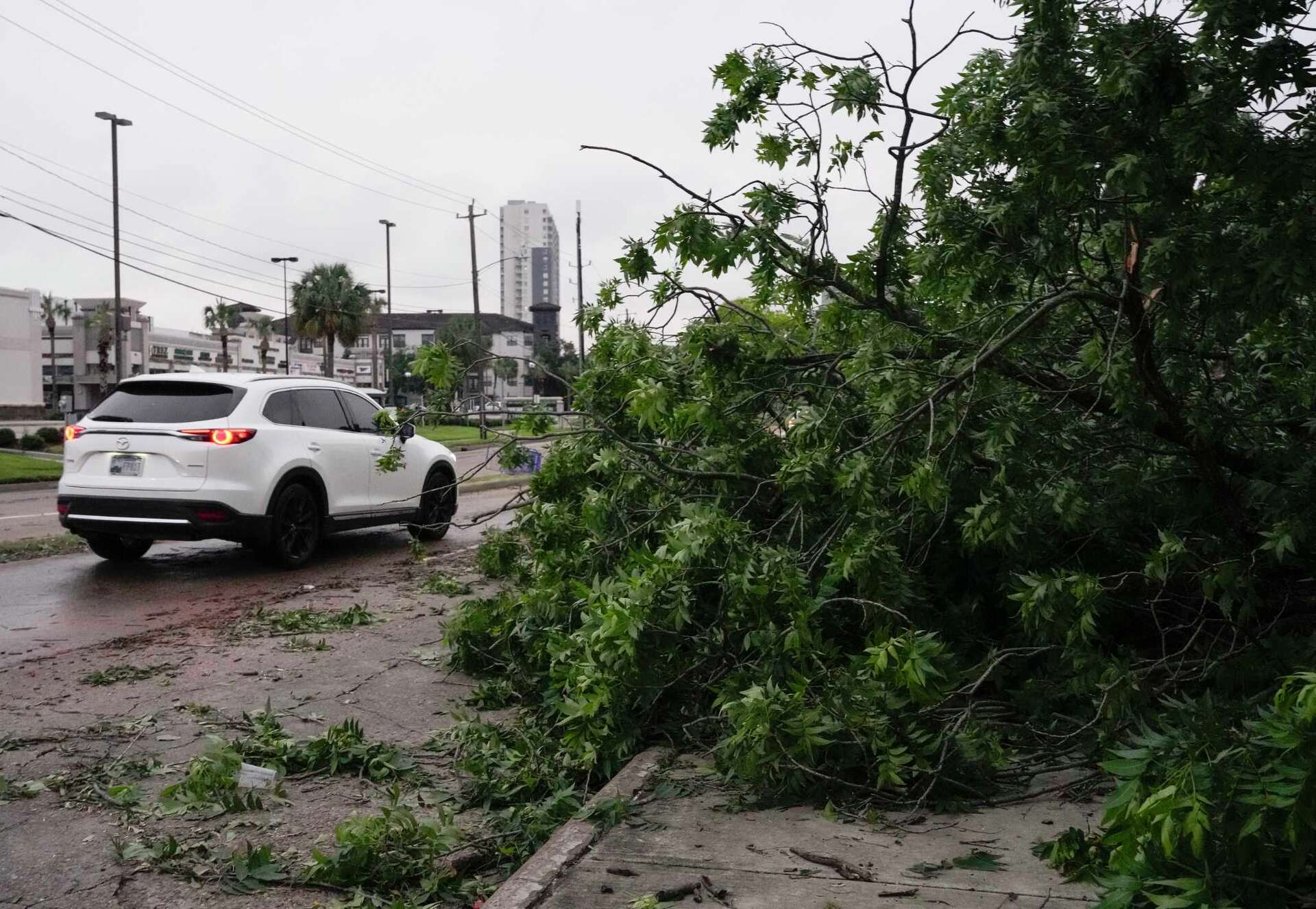 Houston storms: What to do if you have a downed tree