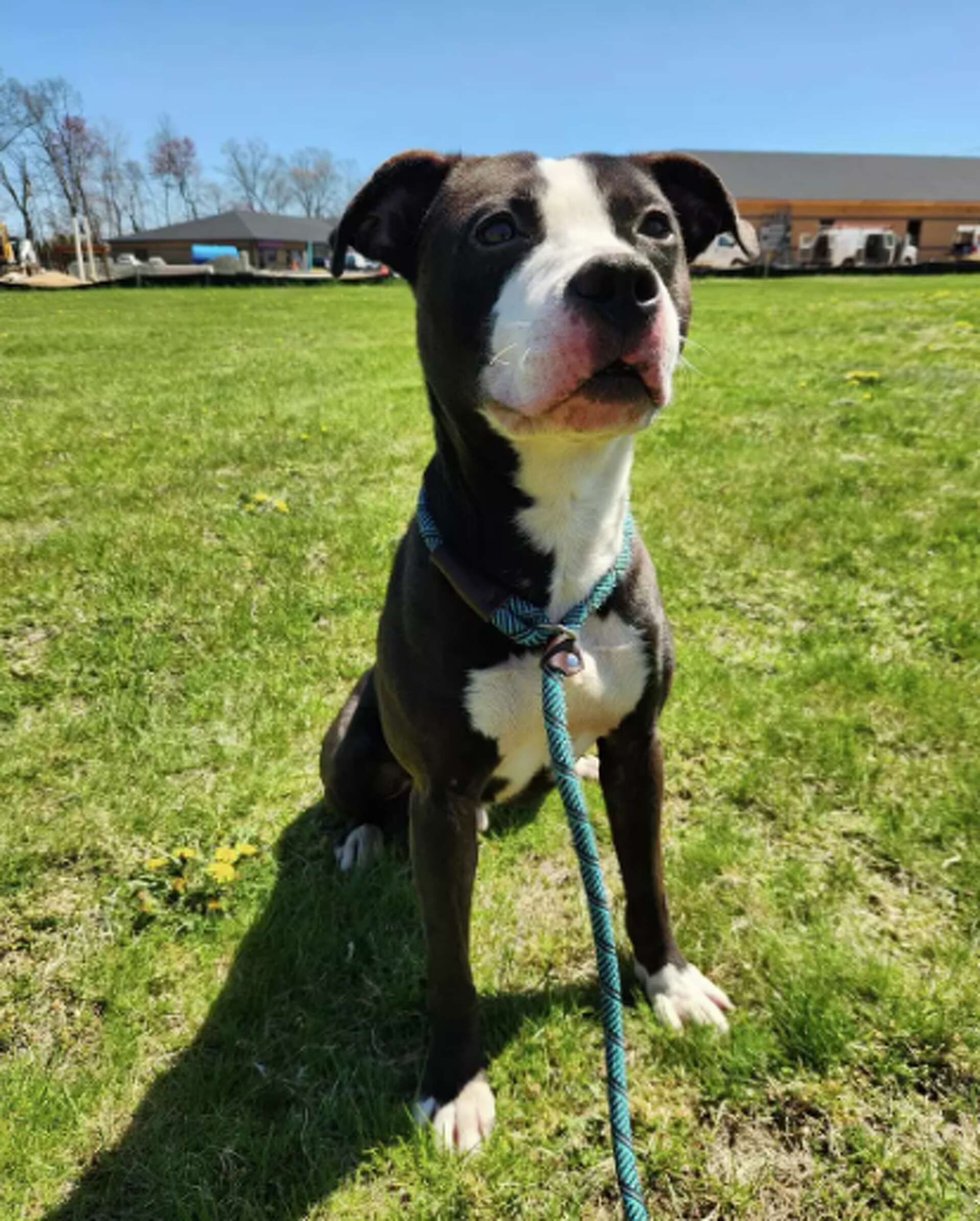 South Windsor police: Woman charged after leaving dog tied to tree