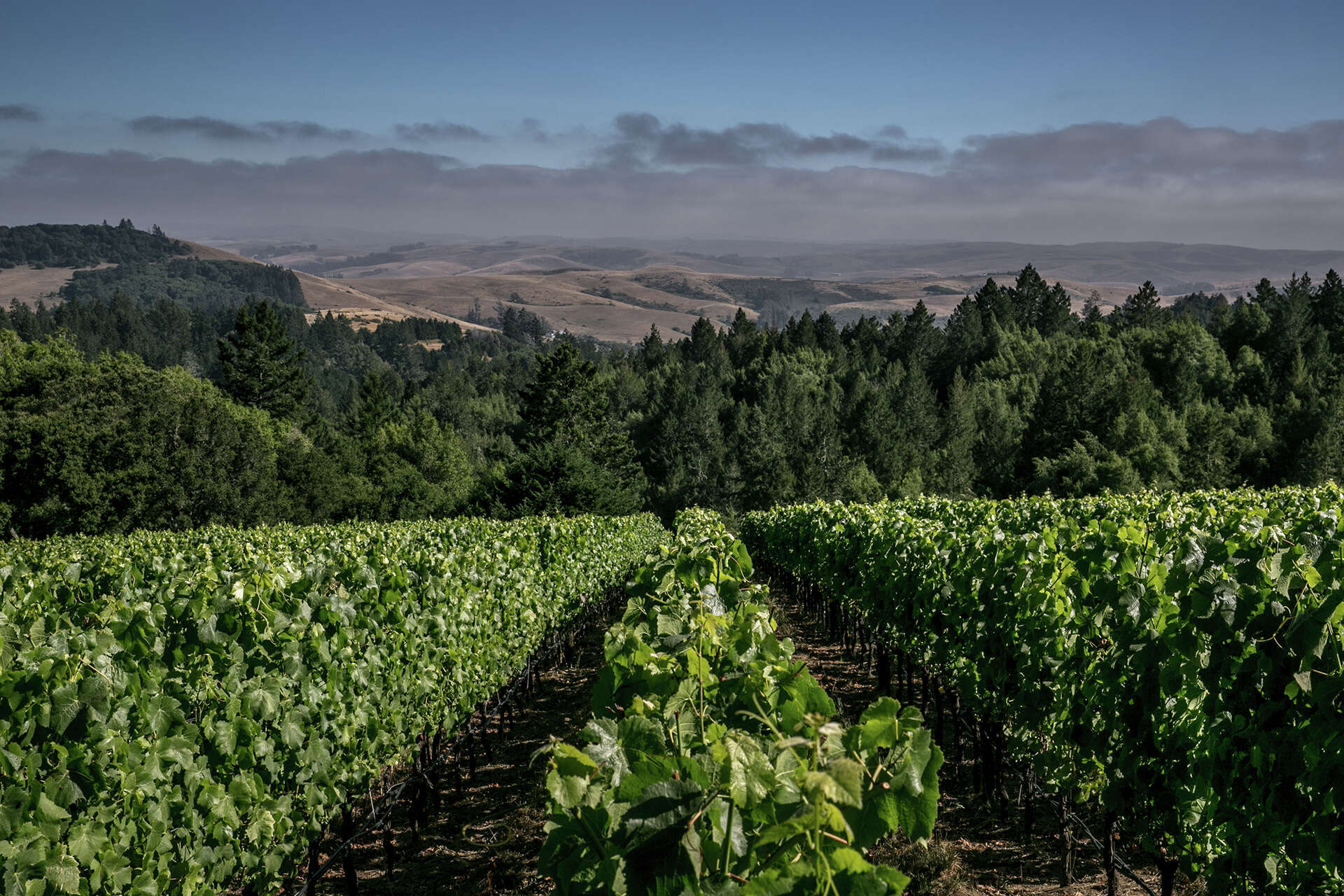 Bay Area town is only 5 square miles but filled with great food