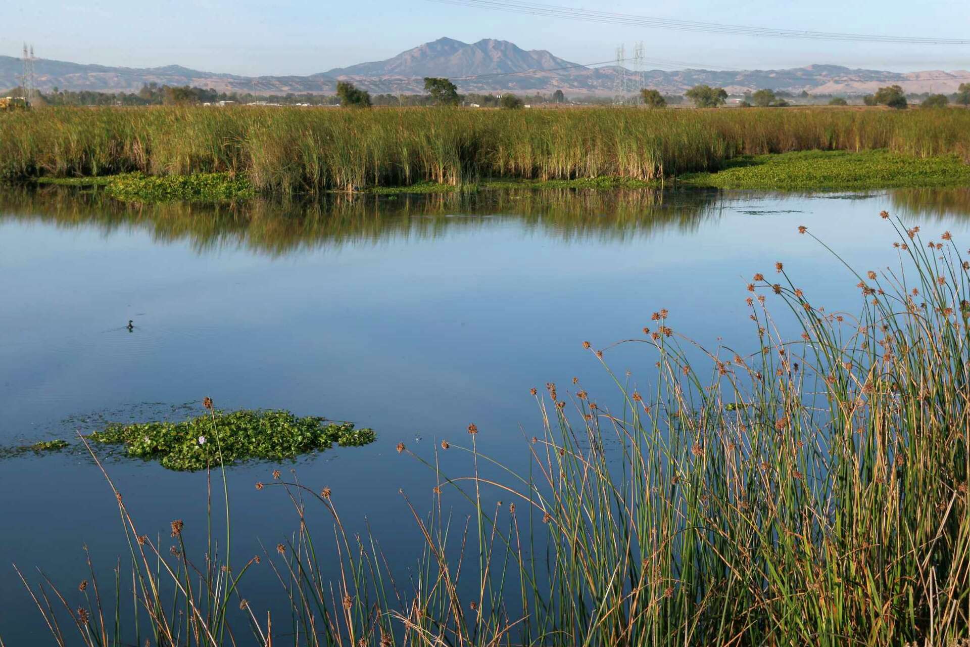 Nearly all staff at Bay Area environmental group suddenly resign