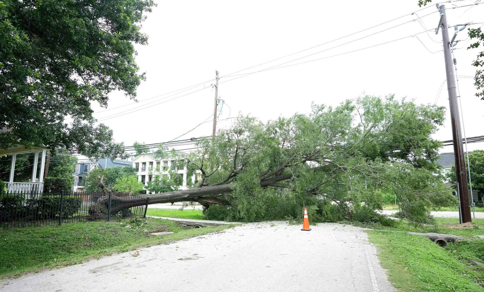 Houston tree loss from 'derecho' storm dramatic after droughts