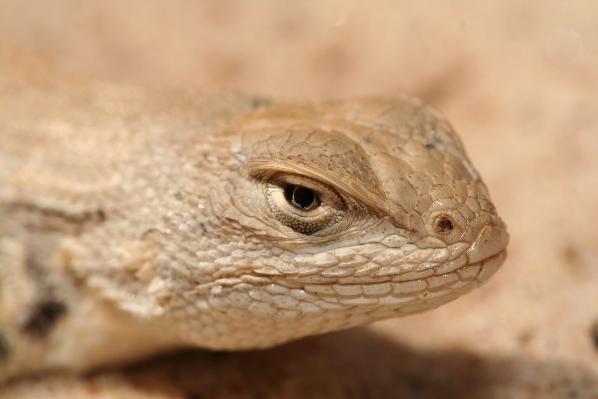 Rare lizard found in Texas now listed as endangered