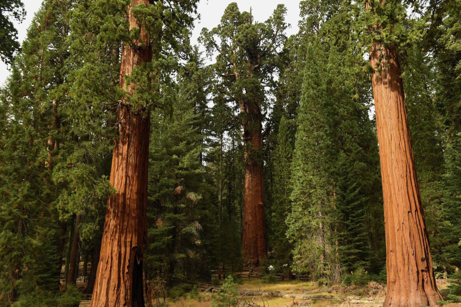 California’s General Sherman, world’s largest tree, gets health check