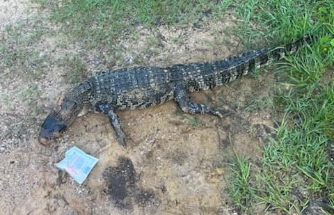 Person who illegally killed alligator wanted in East Texas