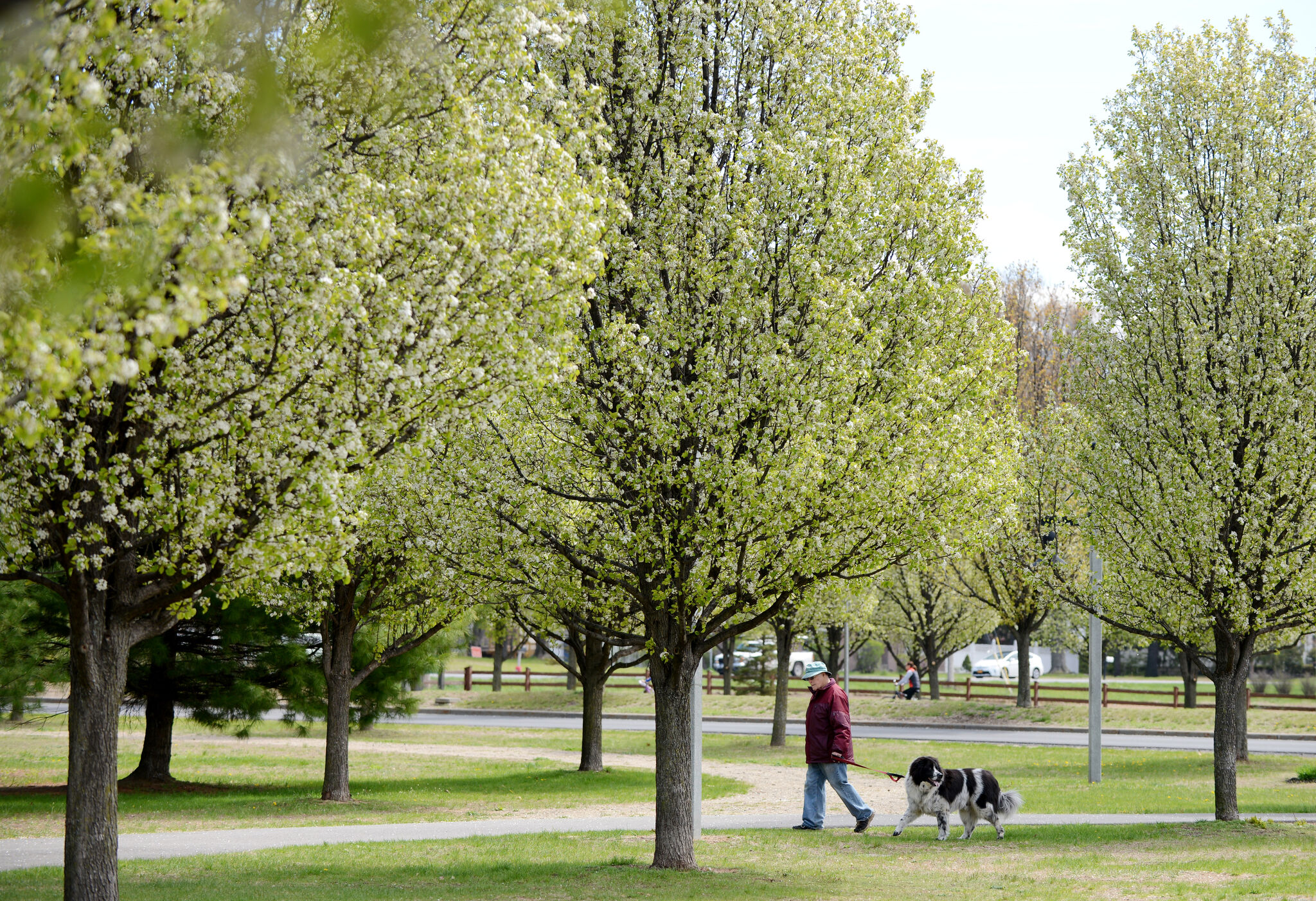 Smelly pear tree among newest invasive plants made illegal in CT