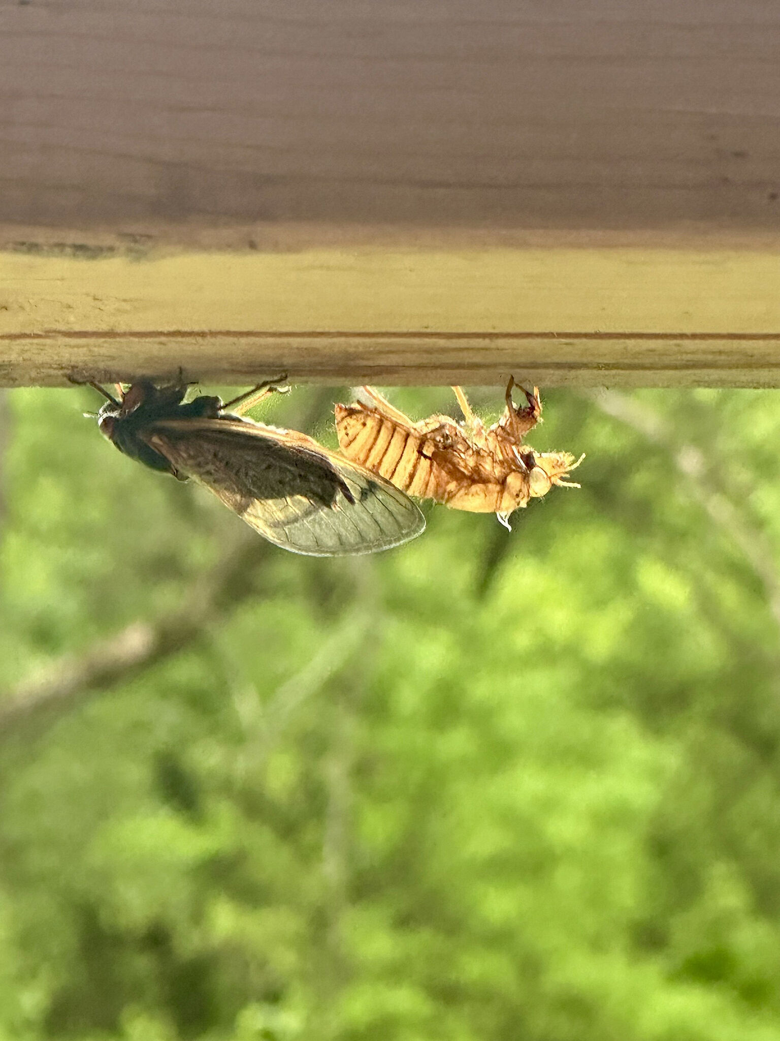 Cicadas out in force; expect them to be here awhile