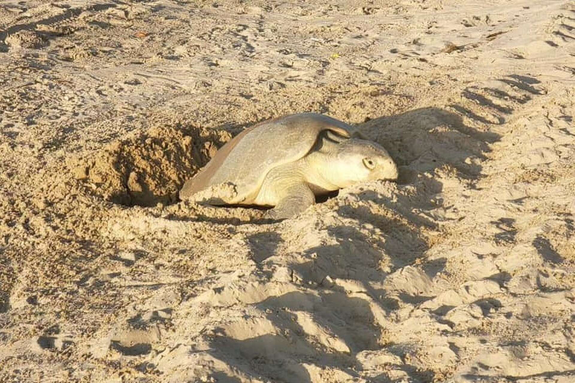 Rare sea turtle finally nests on Texas beach