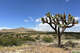 The tiny Calif. park foreshadowing Joshua Tree National Park's future