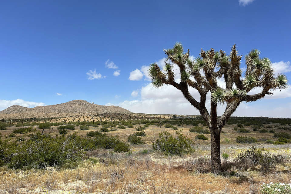The tiny Calif. park foreshadowing Joshua Tree National Park's future