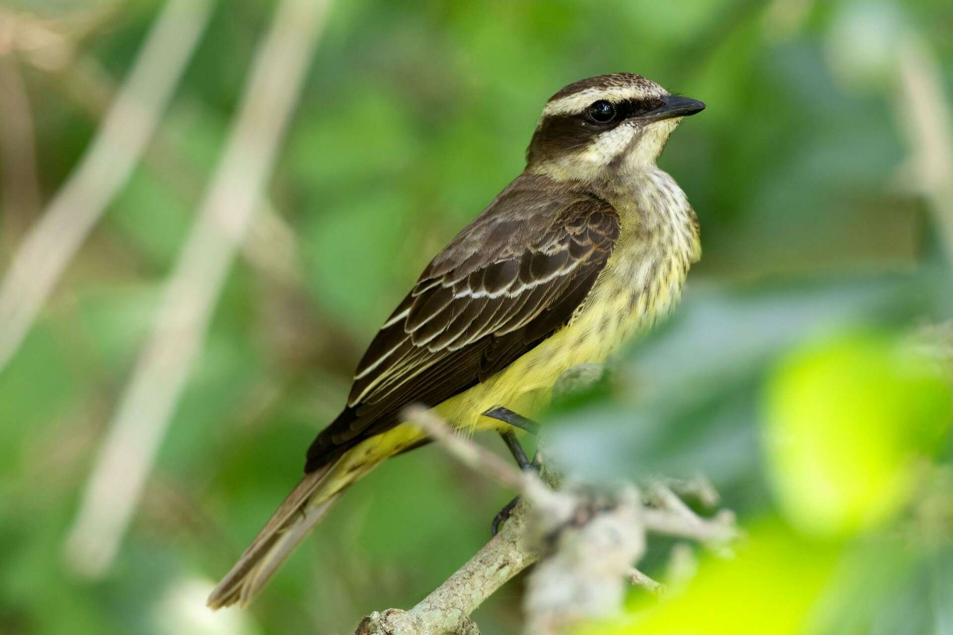 Tropical flycatcher makes a rare visit to Southeast Texas