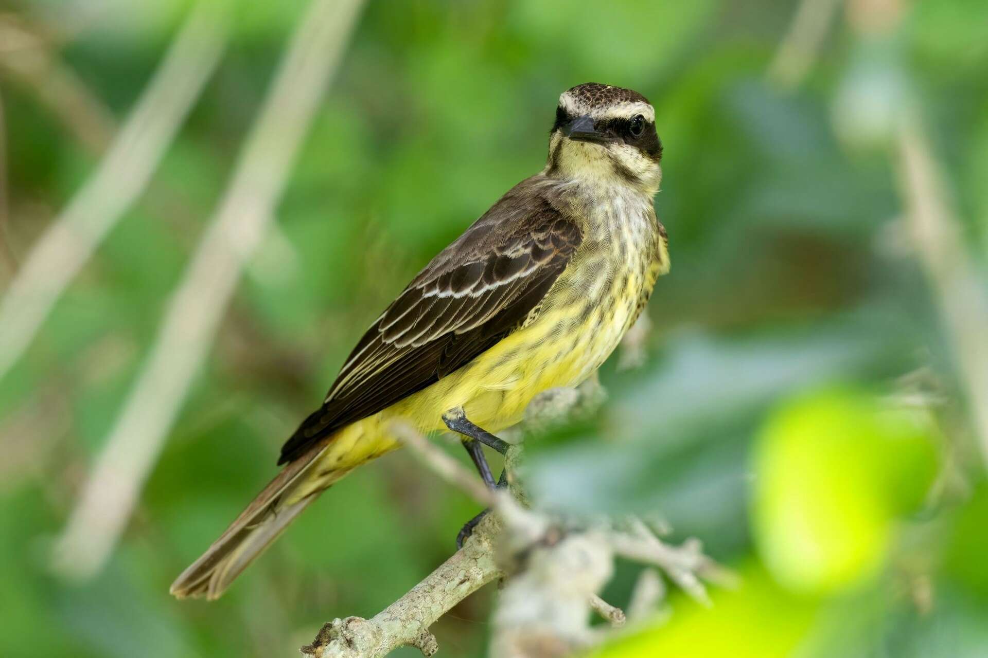 Tropical flycatcher makes a rare visit to Southeast Texas