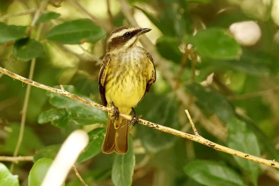Tropical flycatcher makes a rare visit to Southeast Texas