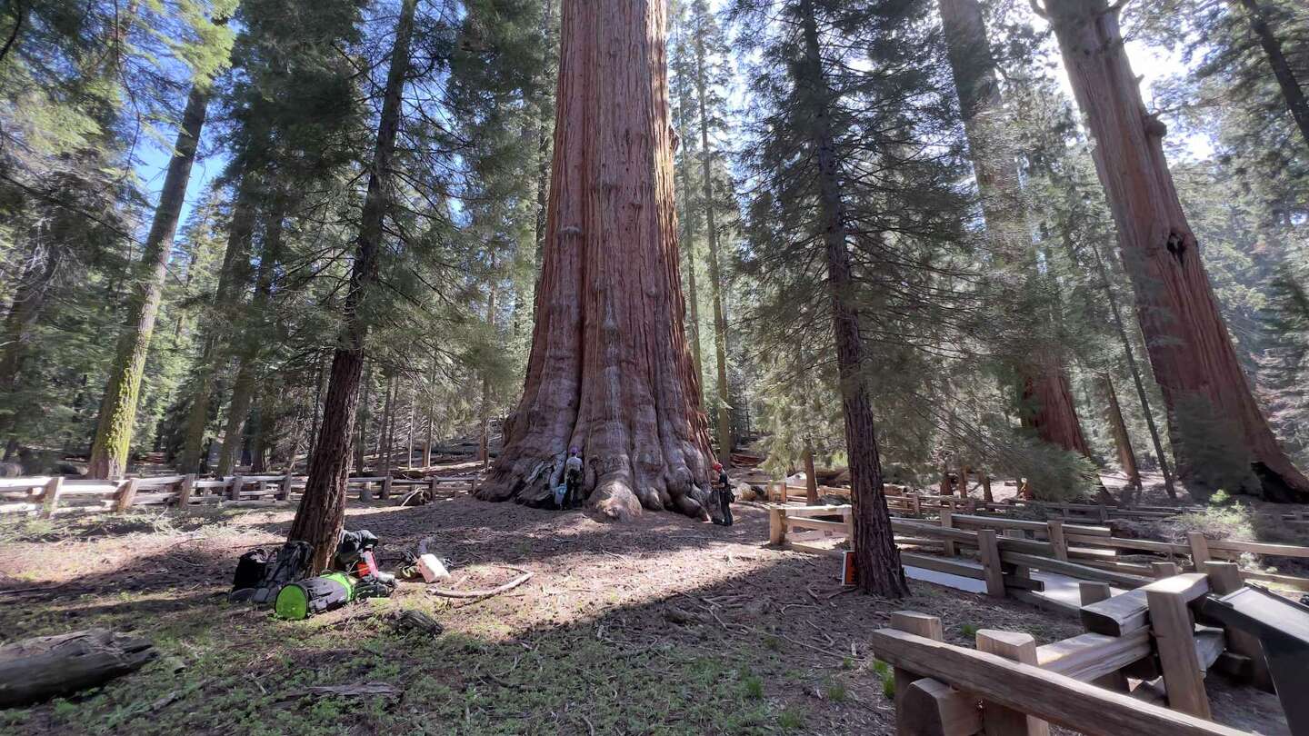California’s General Sherman, world’s largest tree, gets health check