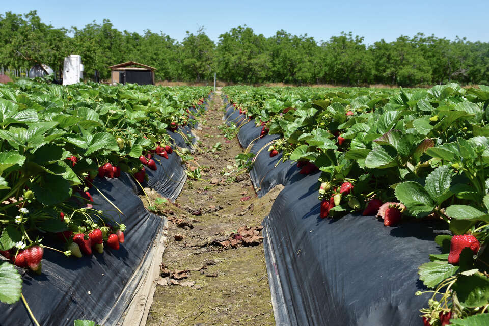 This humble fruit stand might have California’s best strawberries