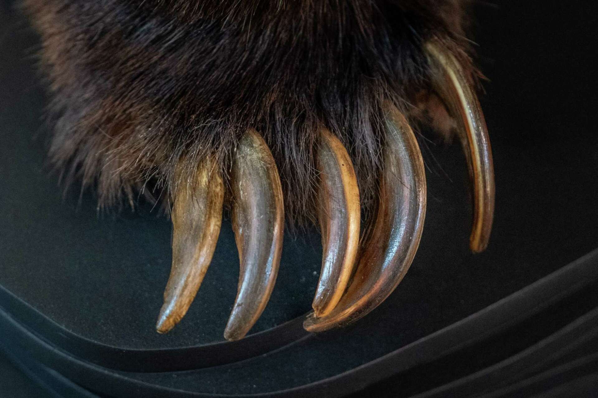 The real story of Monarch the bear, S.F.'s sad, famous grizzly